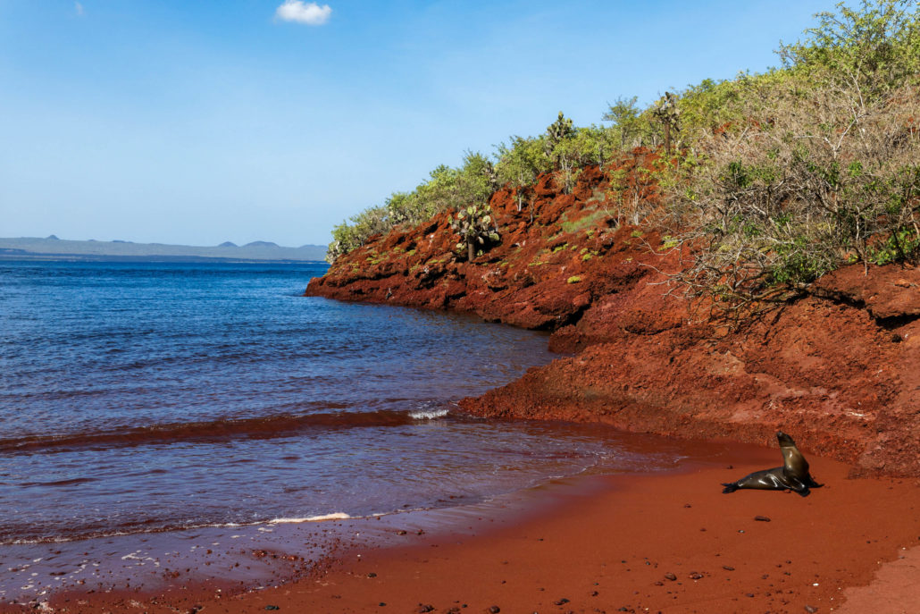 RABIDA ISLAND GALAPAGOS INSTANT ACCESS TO VIDEO - REICIM